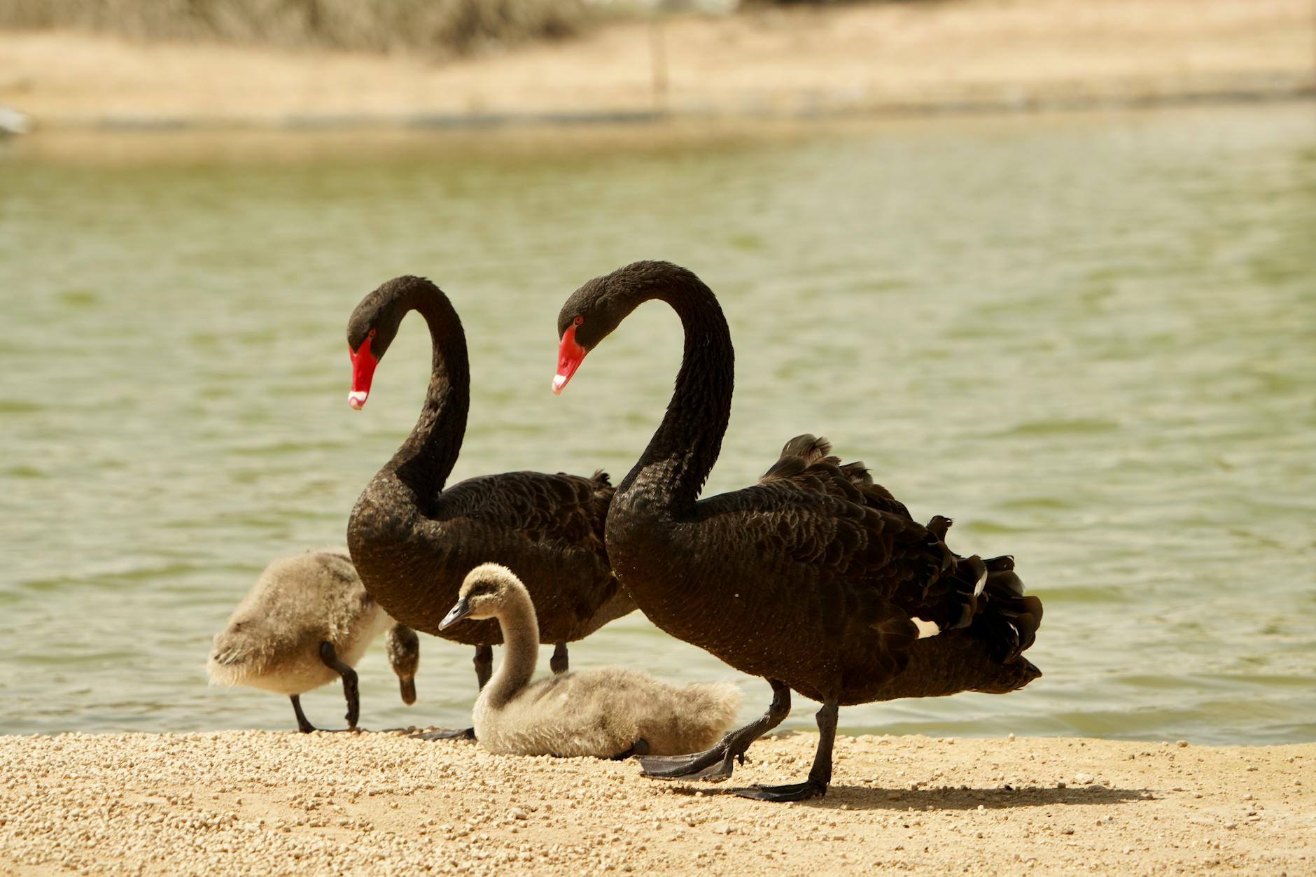 Black Swan Ending: Quick 2026 Guide