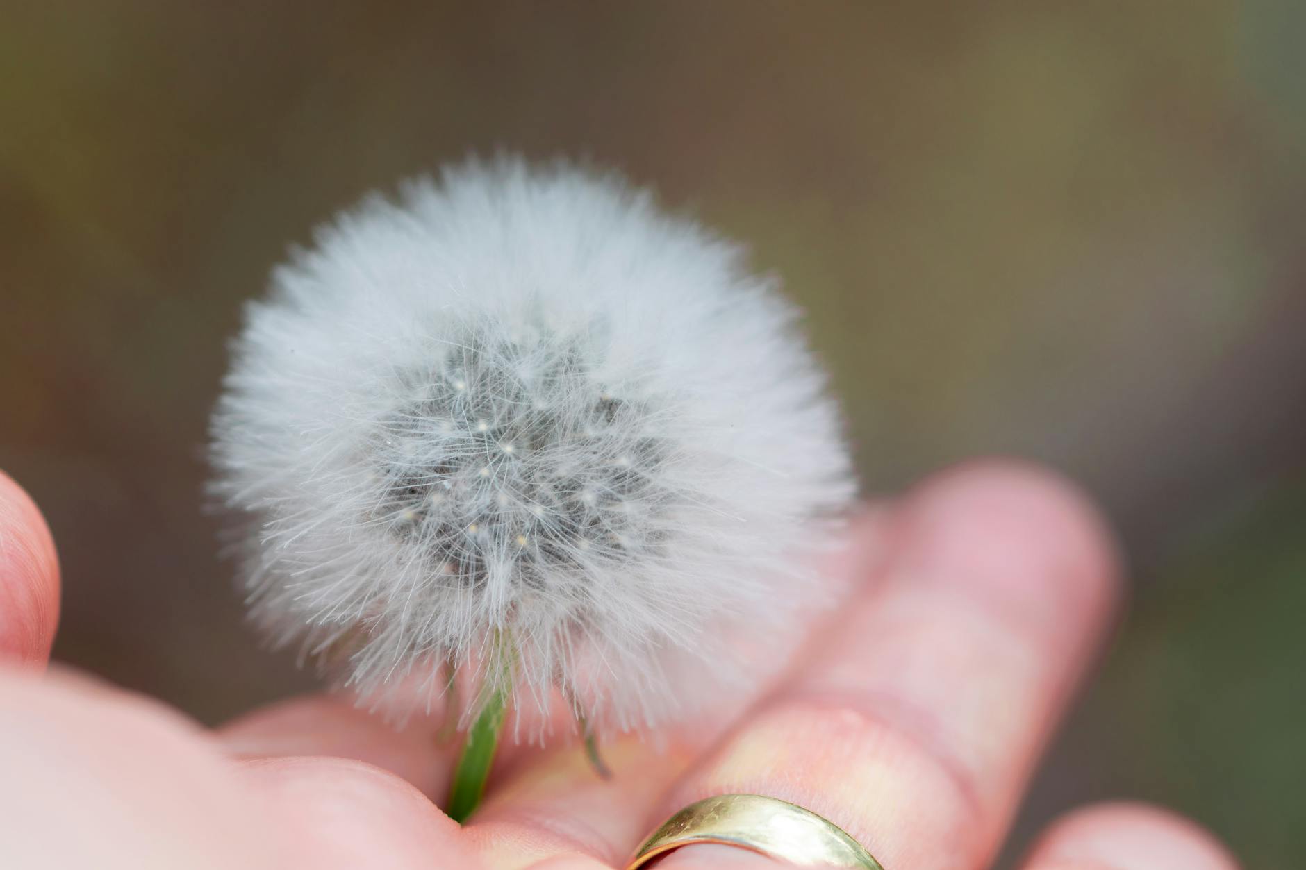 Obsession One Wish Willow Explained: What The Supernatural Object Means ...
