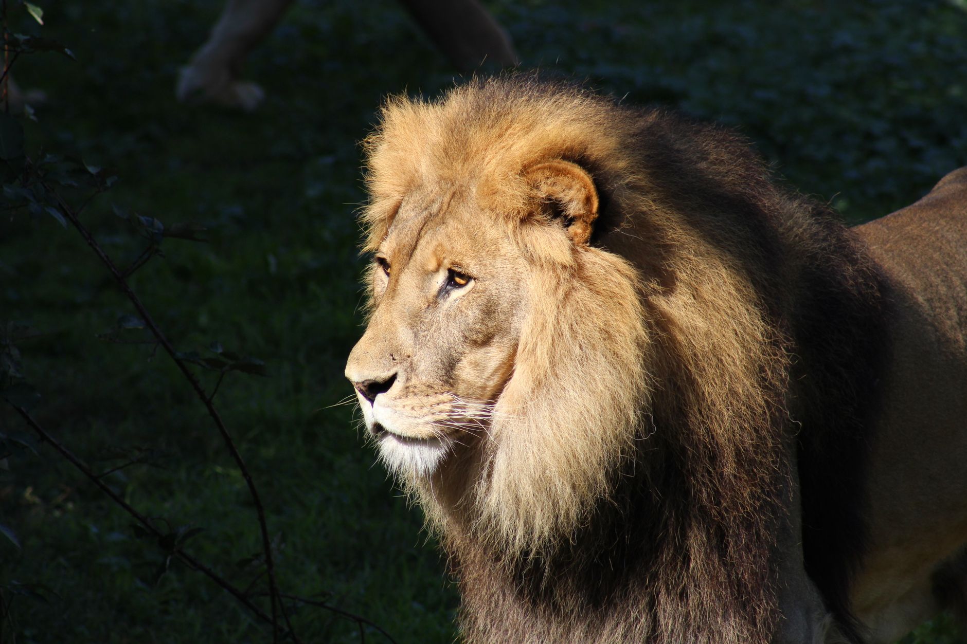 Mufasa: The Lion King Streaming Guide: Where It Is Available ...