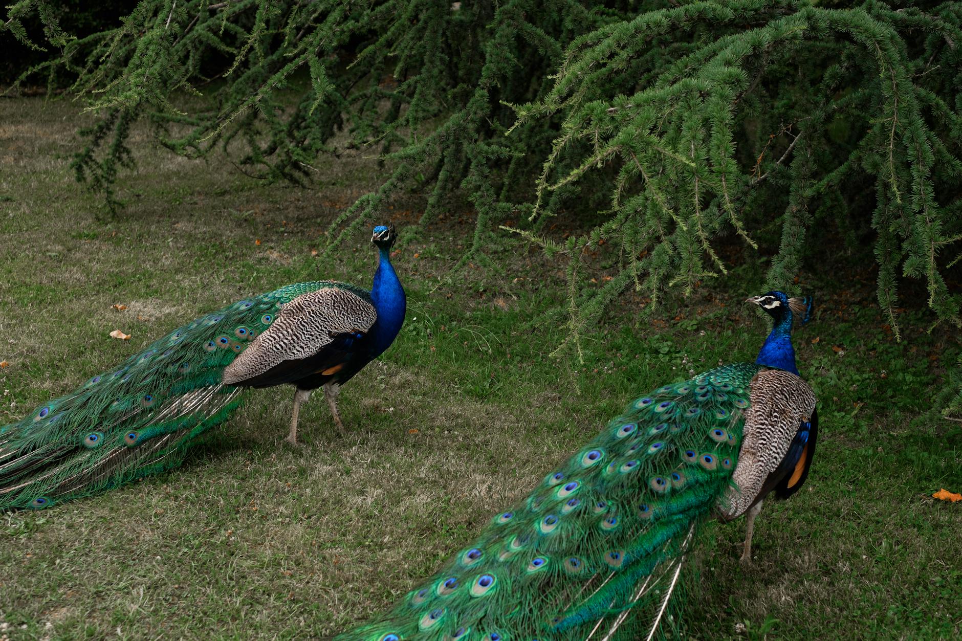 Peacock June 2026: Smart 2026 Guide