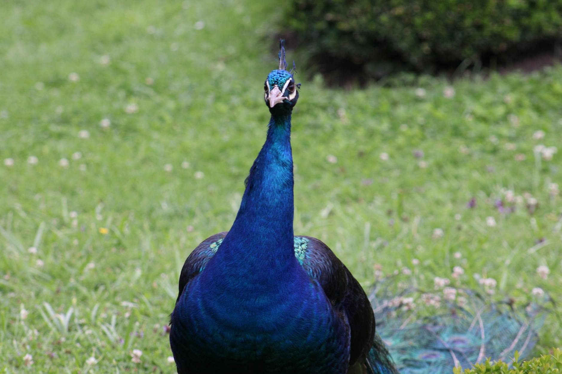 Peacock June 2026: Smart 2026 Guide